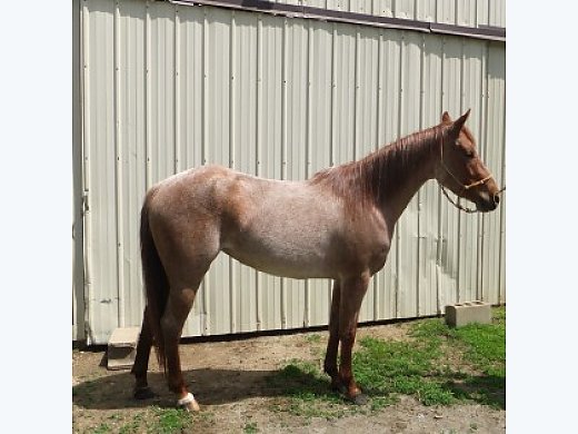 Super Bred-RED Roan