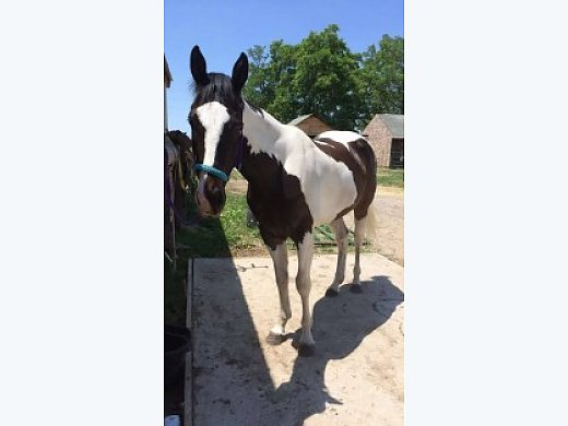 Registered Flashy Paint Gelding