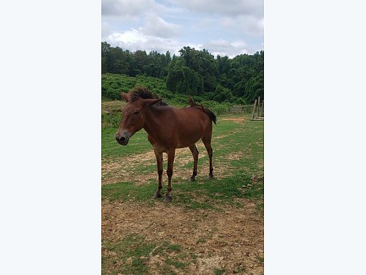 Beautiful Big Red Riding Mule