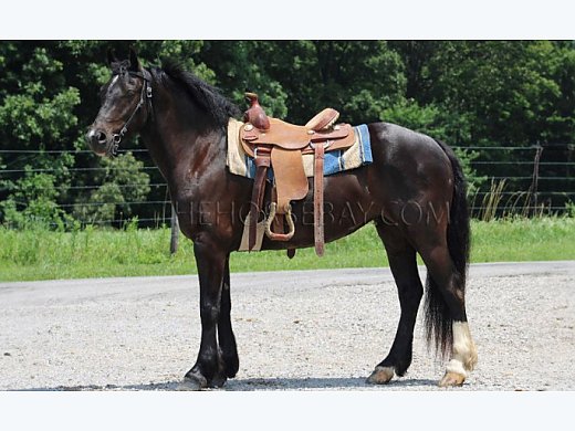 Gypsy Vanner Pony Cross Trail