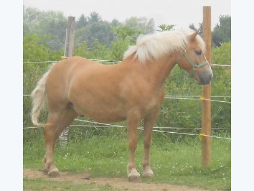 Windamerewkh Registered Haflinger Gelding