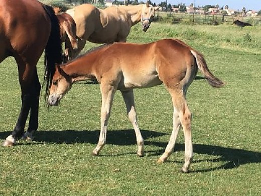 2019 APHA Solid Bay Colt