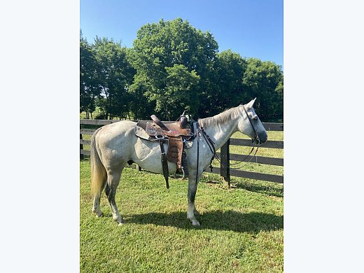 Family Safe Gelding