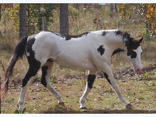 At Stud: Black Overo Paint