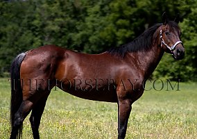 Roan Quarter Horse