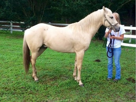 Gelding Palomino Horse With Amazing Attitude for Sale