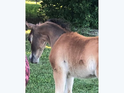 Weanling Stud Colt