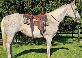 Grey Quarter Horse Gelding