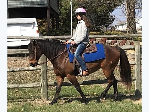 2007 Western Performance Gelding for Sale