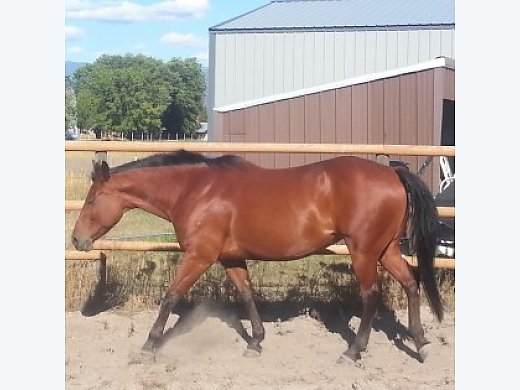 Super Nice Doc O'Lena Bred Mare