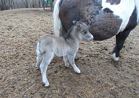 AMHR Mini Mare Flashy Pinto