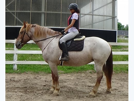 Brabant Mare Ride Or Drive