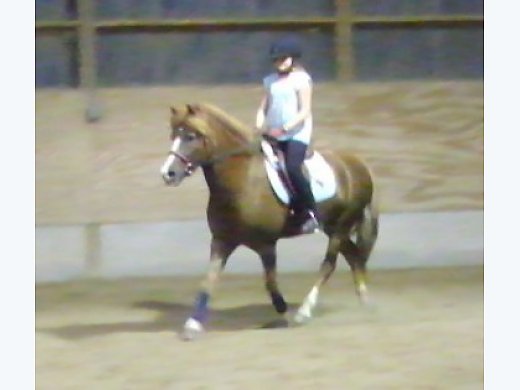 Haflinger/Welsh Cross Gelding