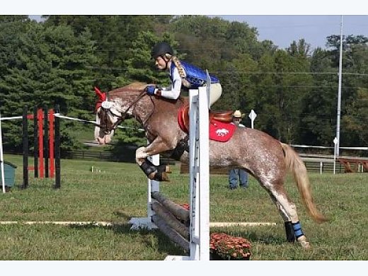 Red Roan Horse Jumping
