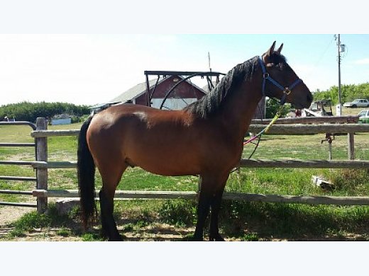 3 yr old Morgan Gelding