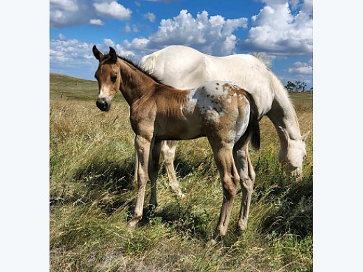 Buckskin Appaloosa Colt
