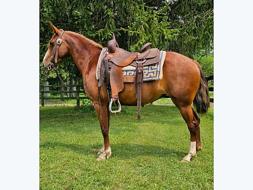 Missouri Foxtrotter Mare