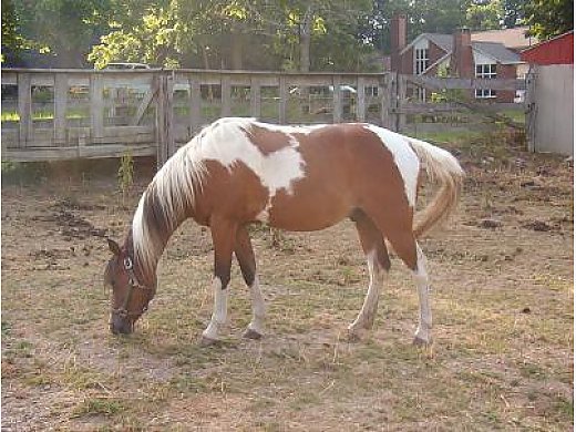Wonderful Child's First Pony!