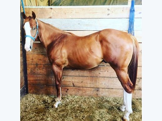 Yearling Colt for Sale