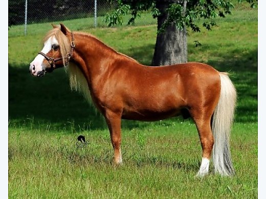 Proven Miniature Stallion
