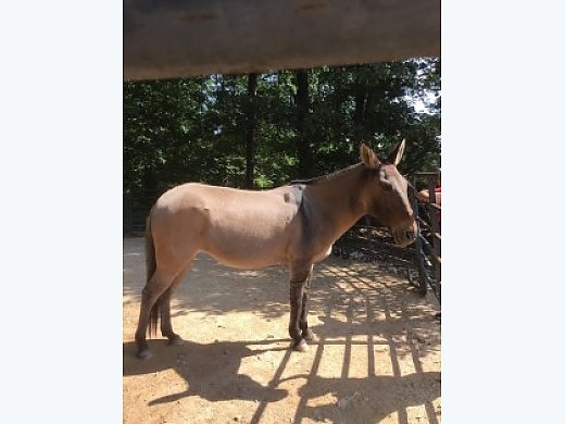 Buckskin Molly Mule
