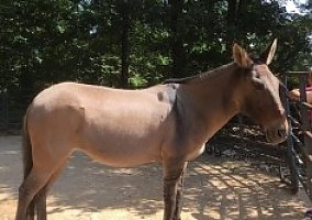 Buckskin Molly Mule