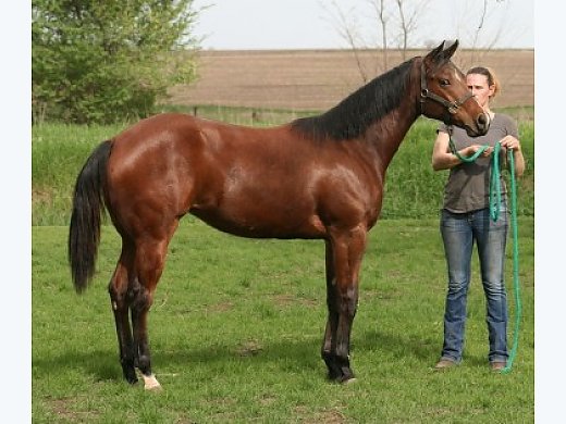 2013 AQHA BAY Filly