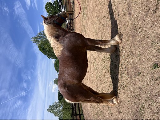 Beautiful Belgian Mare