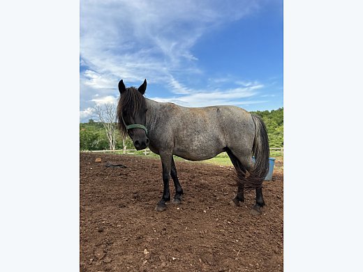 Blue Roan Pony
