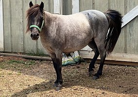 Blue Roan Pony