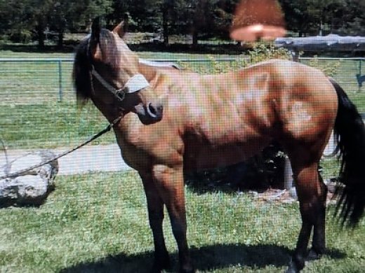 Mounted Shooting Horse