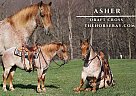 Horses for Sale - HorseWeb