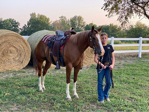 Registered AQHA/APHA Mare