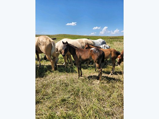 Bay and White APHC Stud Colt