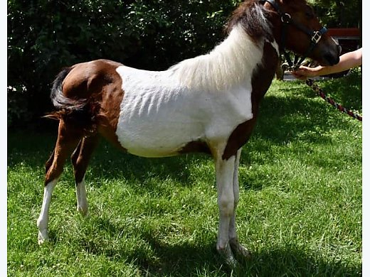 Paint Arab Cross Stallion Colt