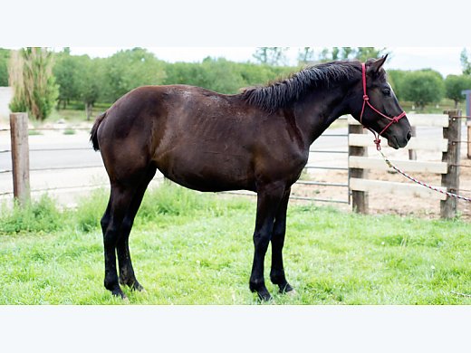 Percheron Yearling For Sale