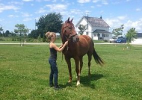 Registered Thoroughbred Chestnut Gelding, 5yrs