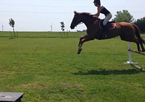 Registered Thoroughbred Chestnut Gelding, 5yrs