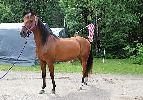 Arab / Saddlebred Cross