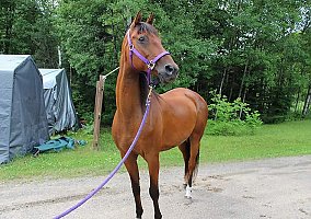 Arab / Saddlebred Cross