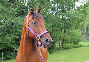Arab / Saddlebred Cross
