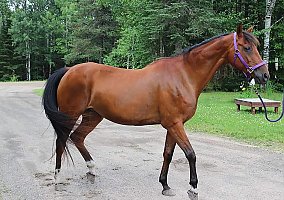 Arab / Saddlebred Cross