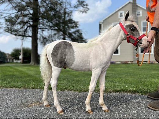 Super Sweet Weanling!