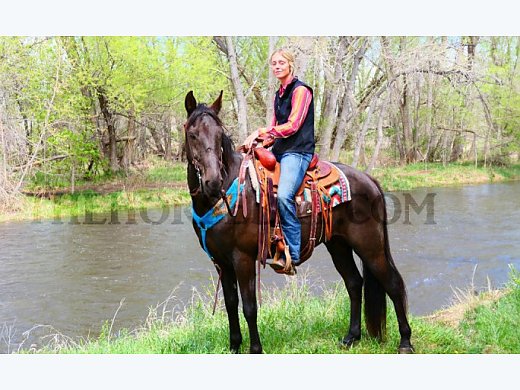 Trail Ranch Walking Horse