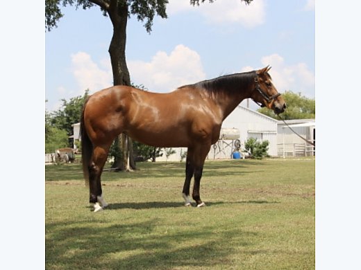 AQHA/APHA
