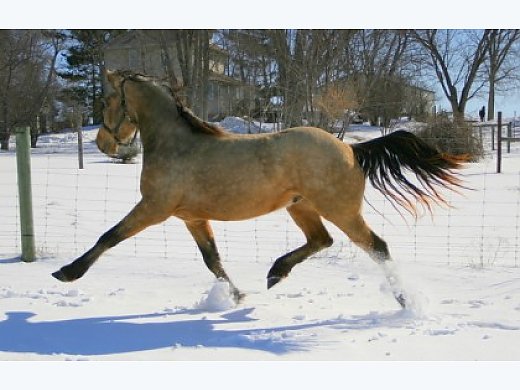 Gelding Fresian Horse For Free Adoption To A Good Home