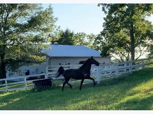 Charming Friesian mix Mare