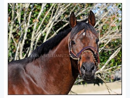 Cuba By Not For Love For Stud cuba-by-not-for-love-for-stud