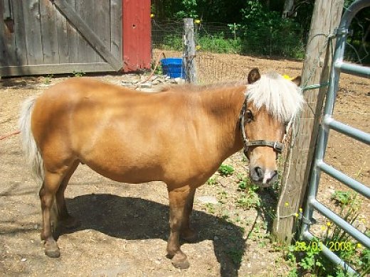 A Gorgeous Driving Miniature Horse Gelding for Sale.