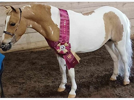 Beautiful Mini Gelding